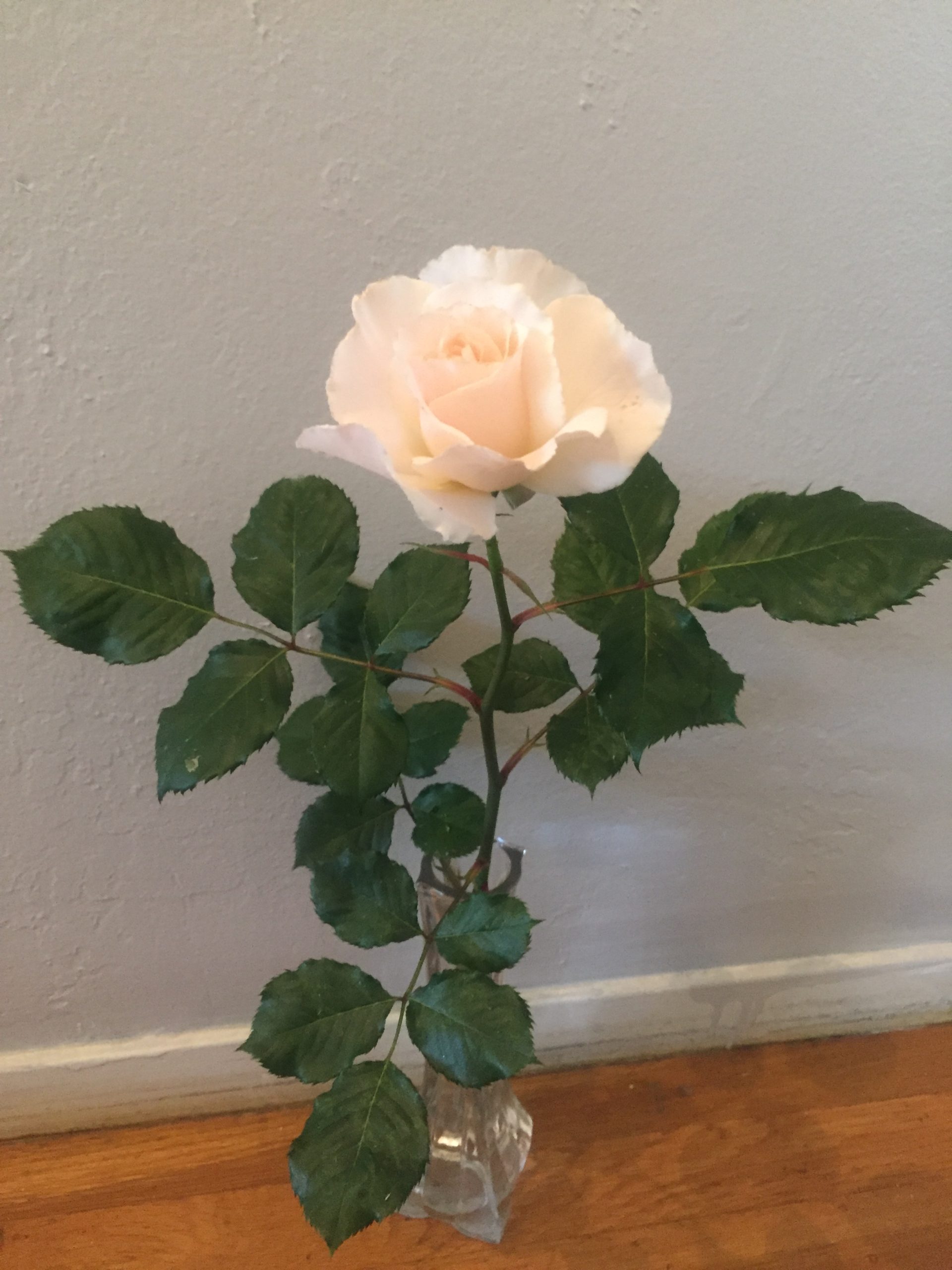 Rose Show – East Bay Rose Society